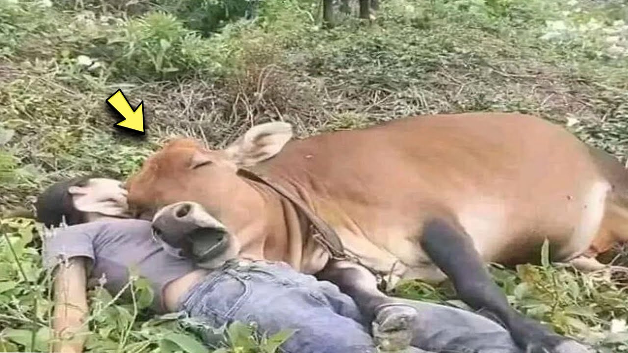 The Alarmed Cow Started Mooing Loudly When She Noticed the Breathless ...