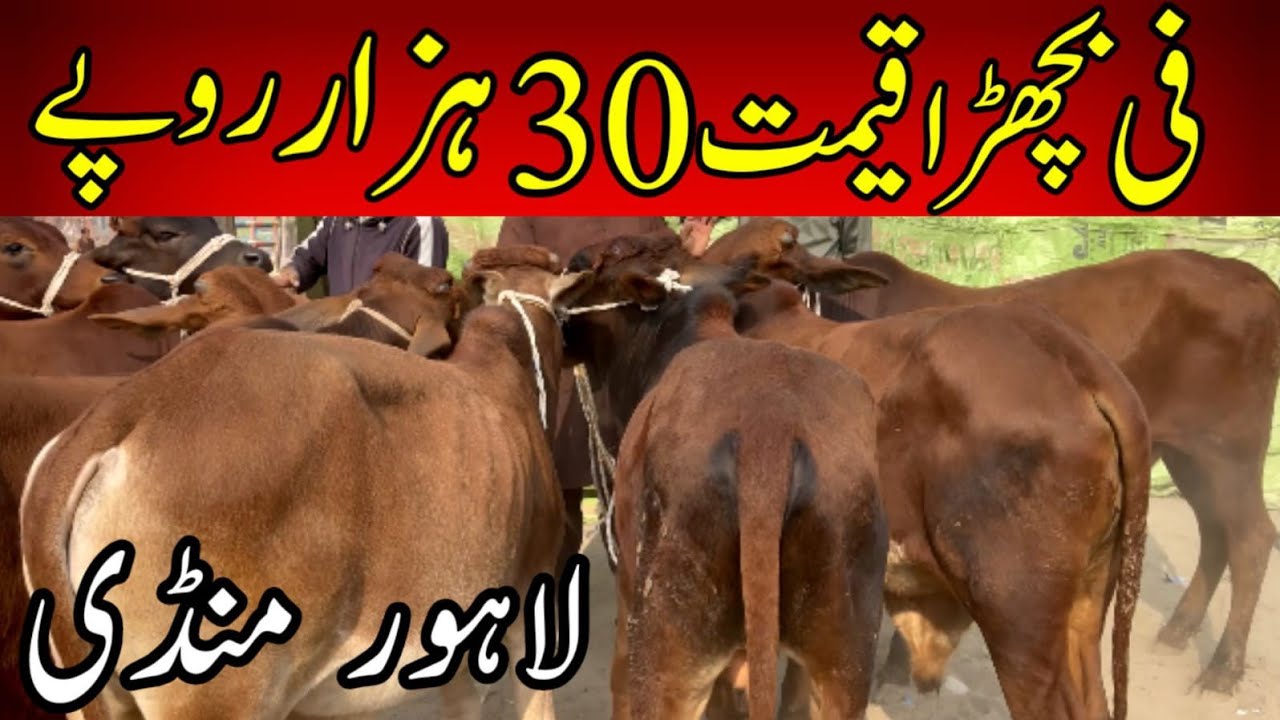17 November 2022 Shah Pur Kanjran Mandi Lahore | Mandi ki Sort e Hal ...