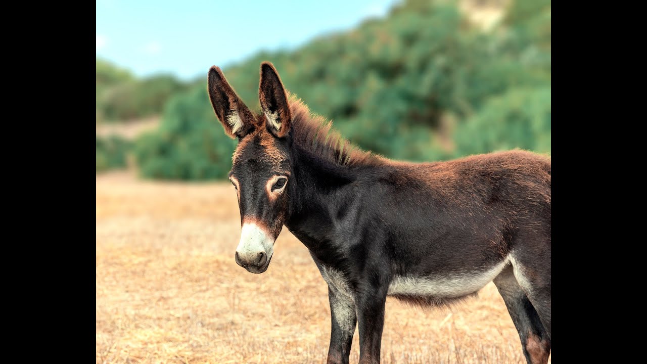 Donkey rap - YouTube