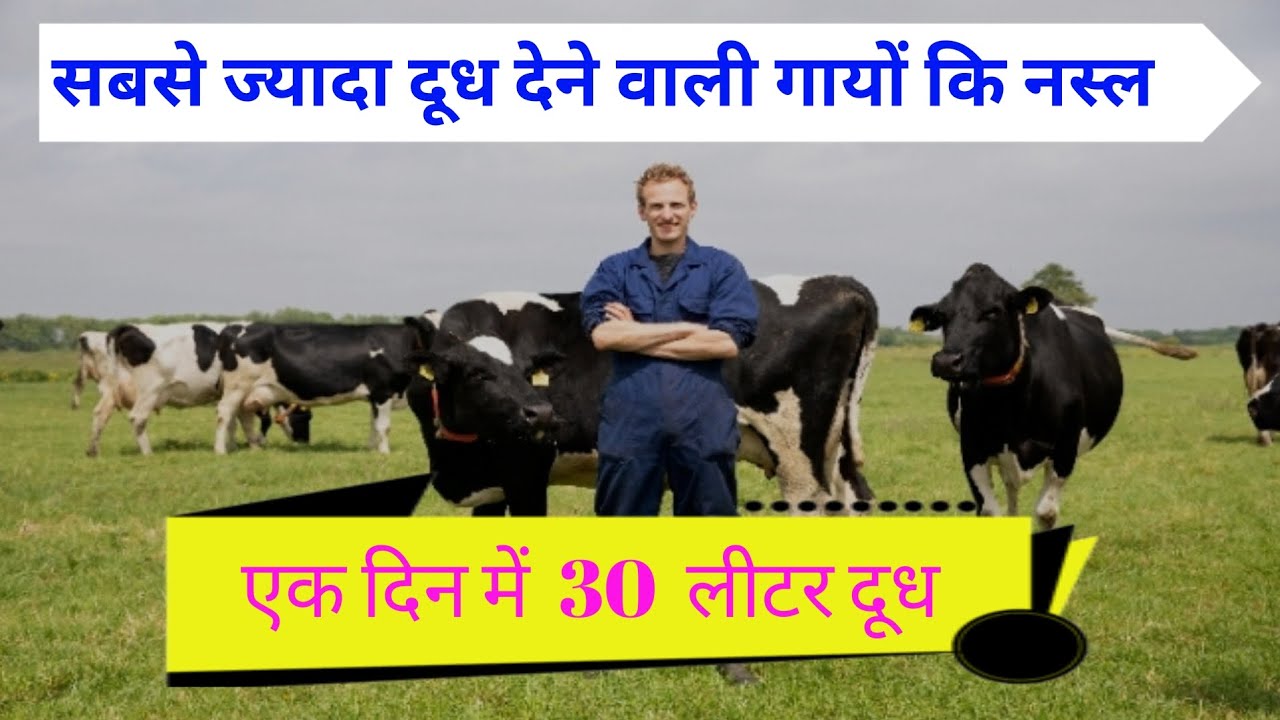 Cow Breed// डेयरी फार्म के लिए सबसे ज्यादा दूध देने वाली गायों कि ...