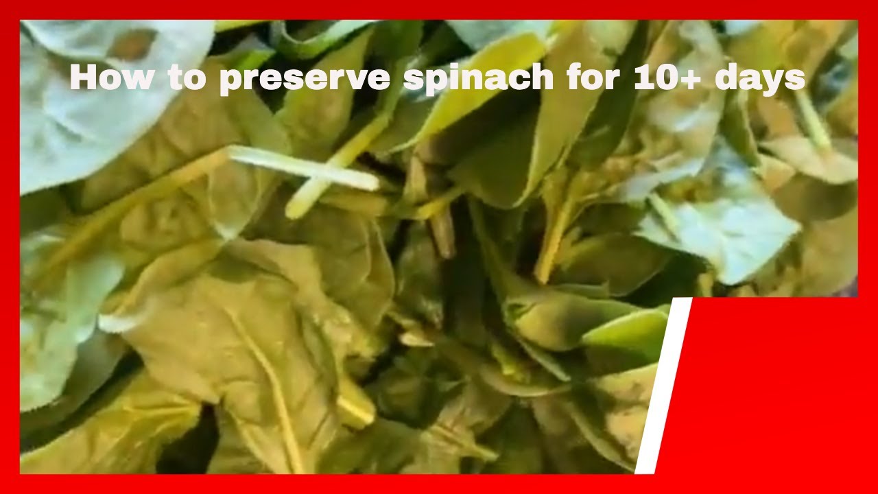Spinach: How to preserve Spinach for 10 days. - YouTube