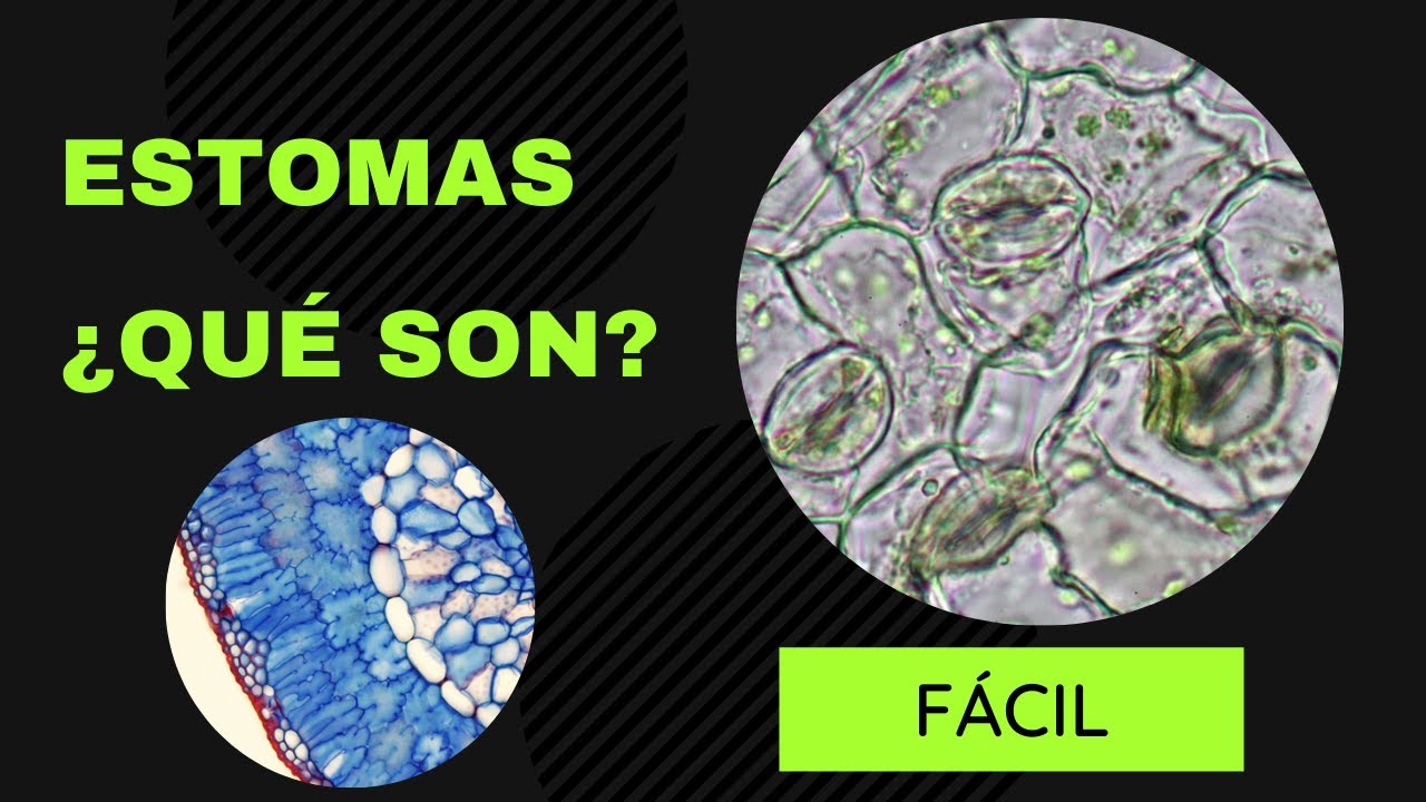 ️ ESTOMAS - YouTube
