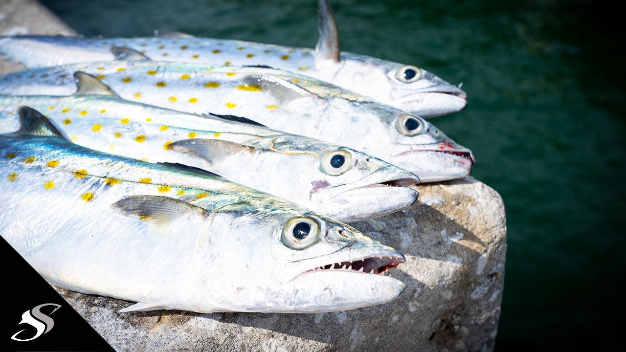 Skyway Fishing Pier Spanish Mackerel Catch & Cook - YouTube