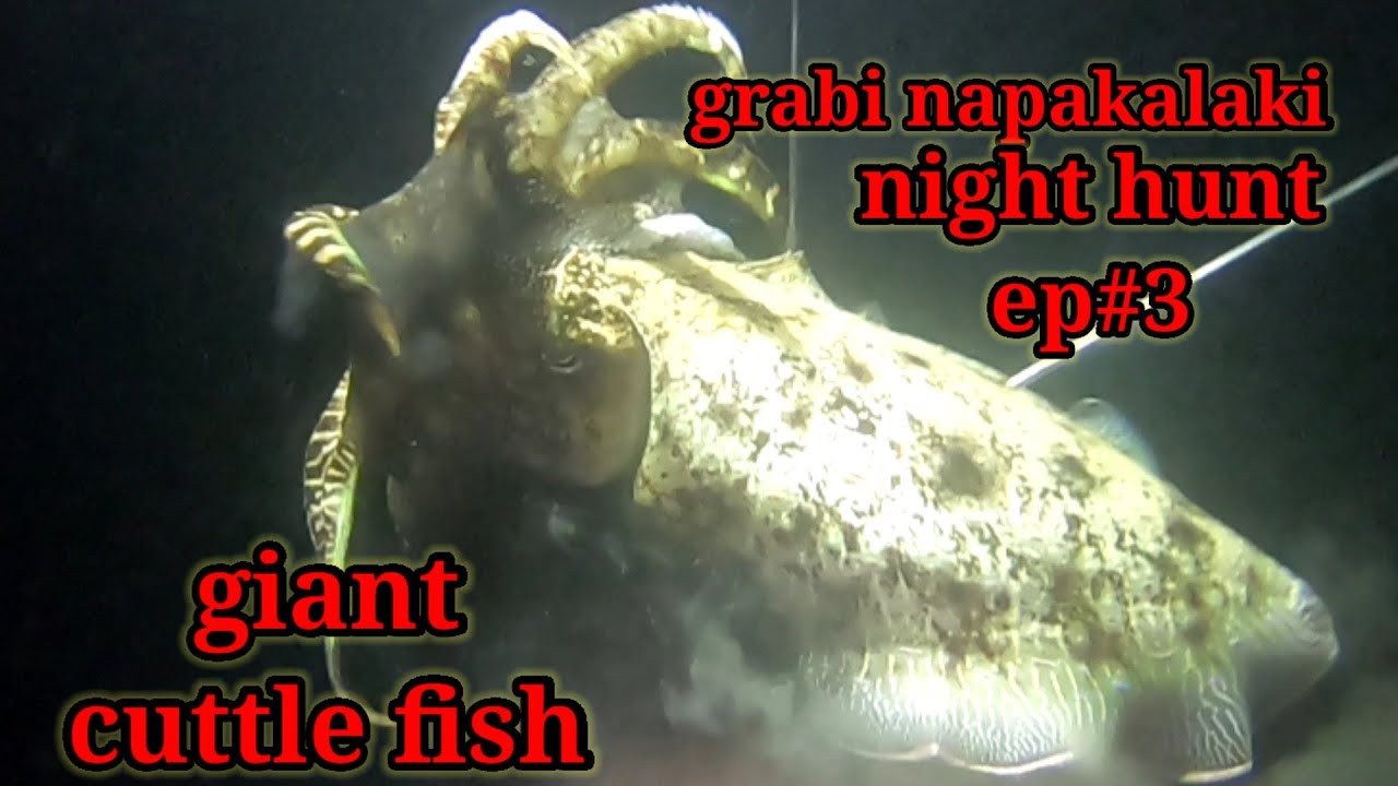 giant cuttlefish oh culabotan/bagulan night dive spearfishing ep#3 ...