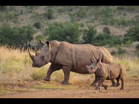 Ceratotherium simum simum (Southern white rhinoceros)