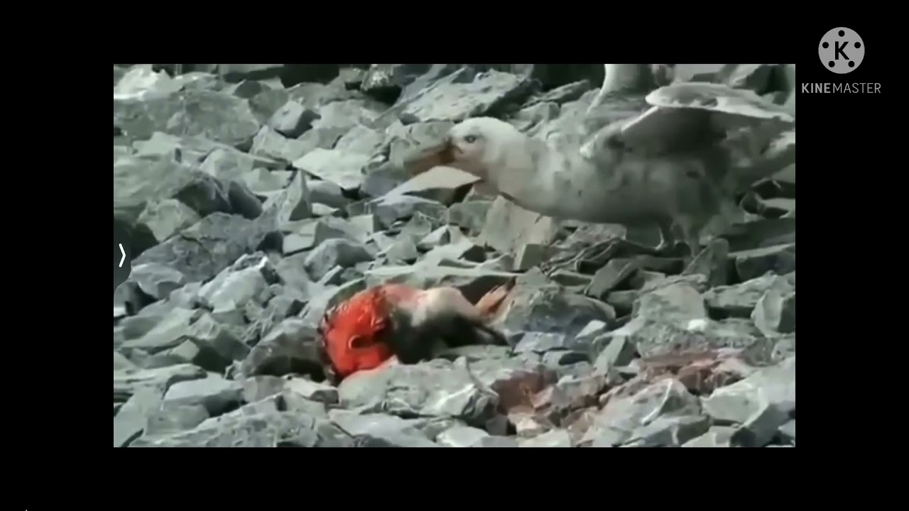 Giant petrel eating penguins (penguin feel intense pleasures ) - YouTube