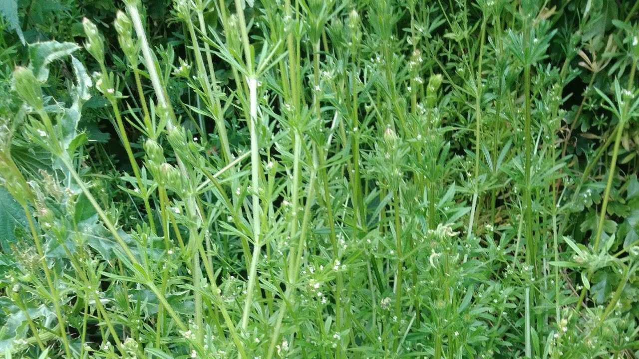 Cleavers/Sticky willy/Galium aparine - YouTube
