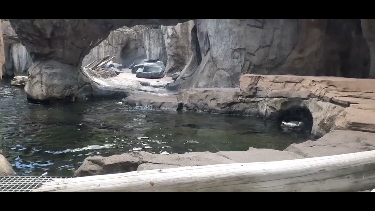 "Squirrel mermaids" aka otters - YouTube