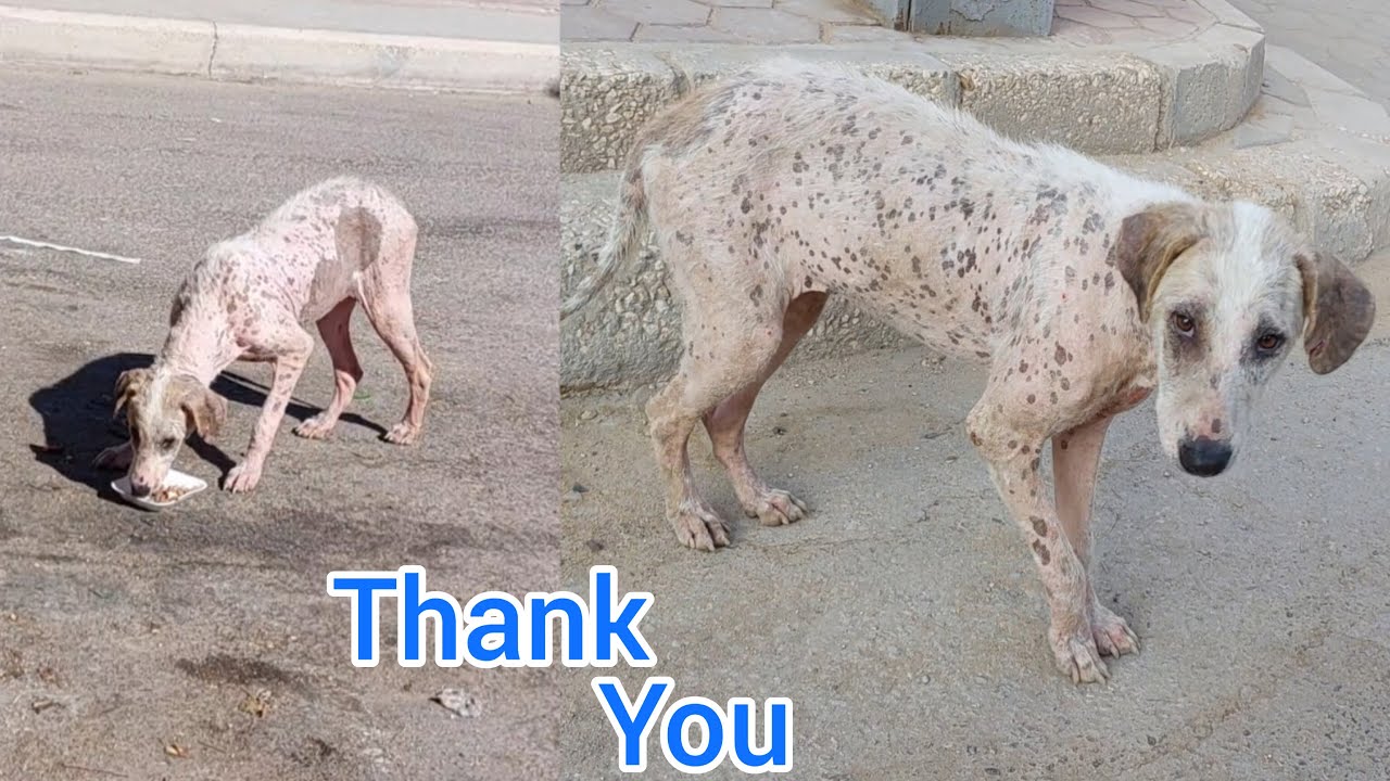Watch Helping this beautiful dog in the street - YouTube