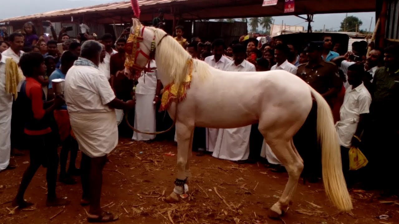 Horse dance in gurunathaswamy temple anthiyur, Erode - YouTube