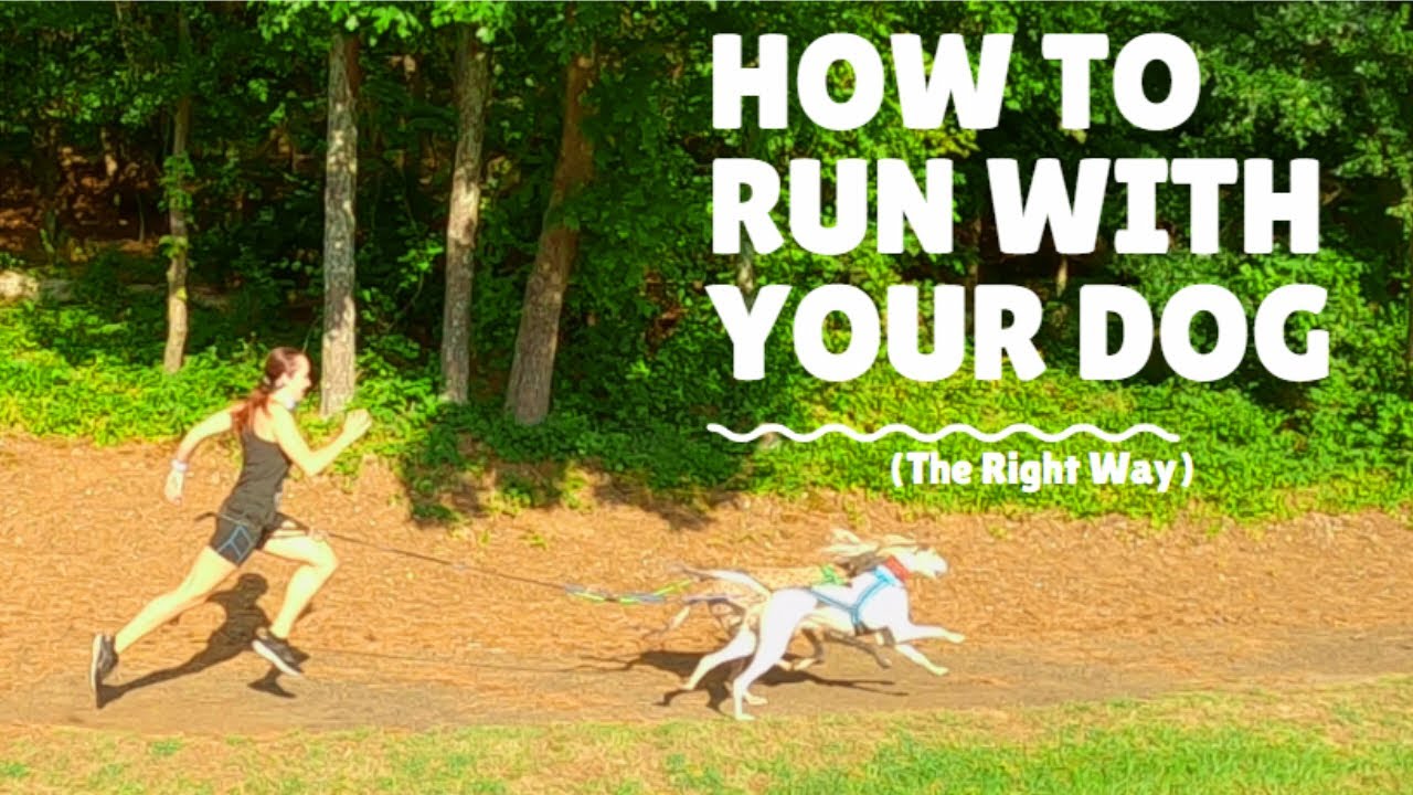 Tips to Run with Your Dog, and Have Fun Doing It. - YouTube
