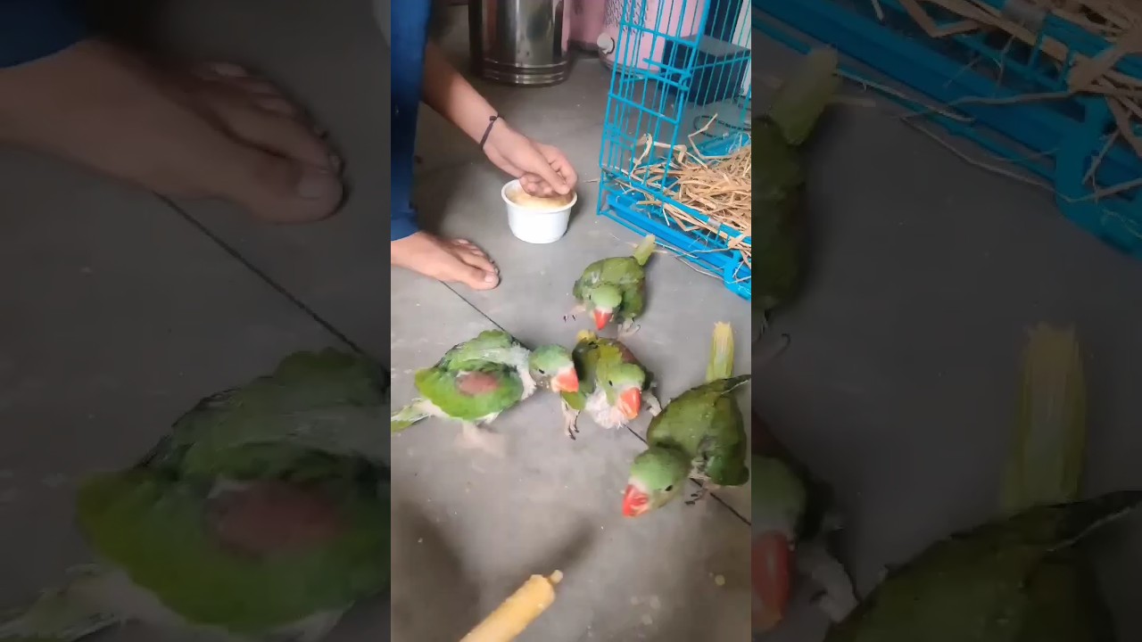 Raw Parrot Chicks 🐣 hand feeding #raw #parrot #handfeeding #chicks ...