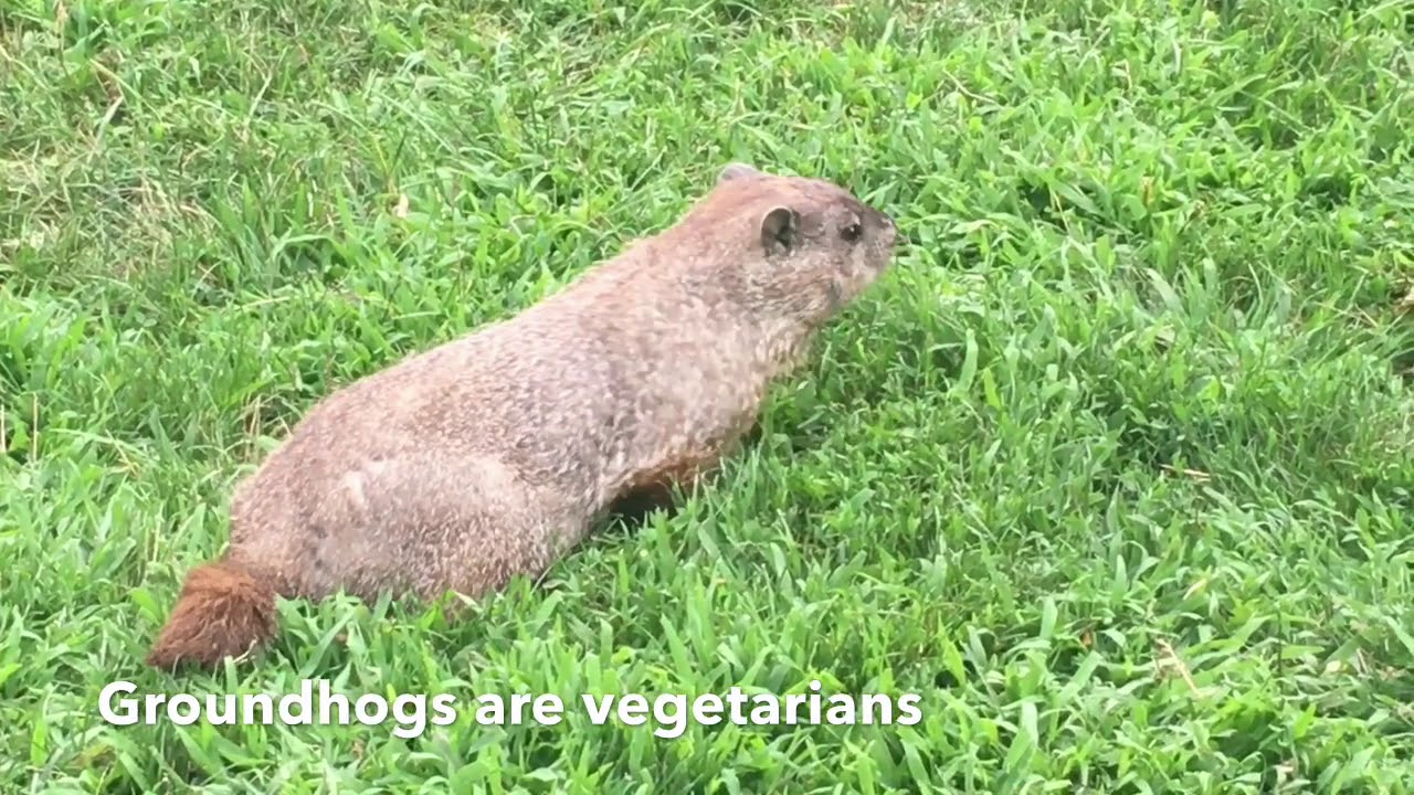 Some Facts You May Not Know About Groundhogs - YouTube