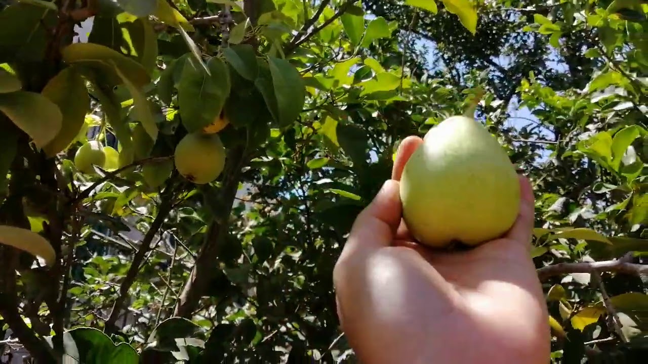 Picking pears - YouTube