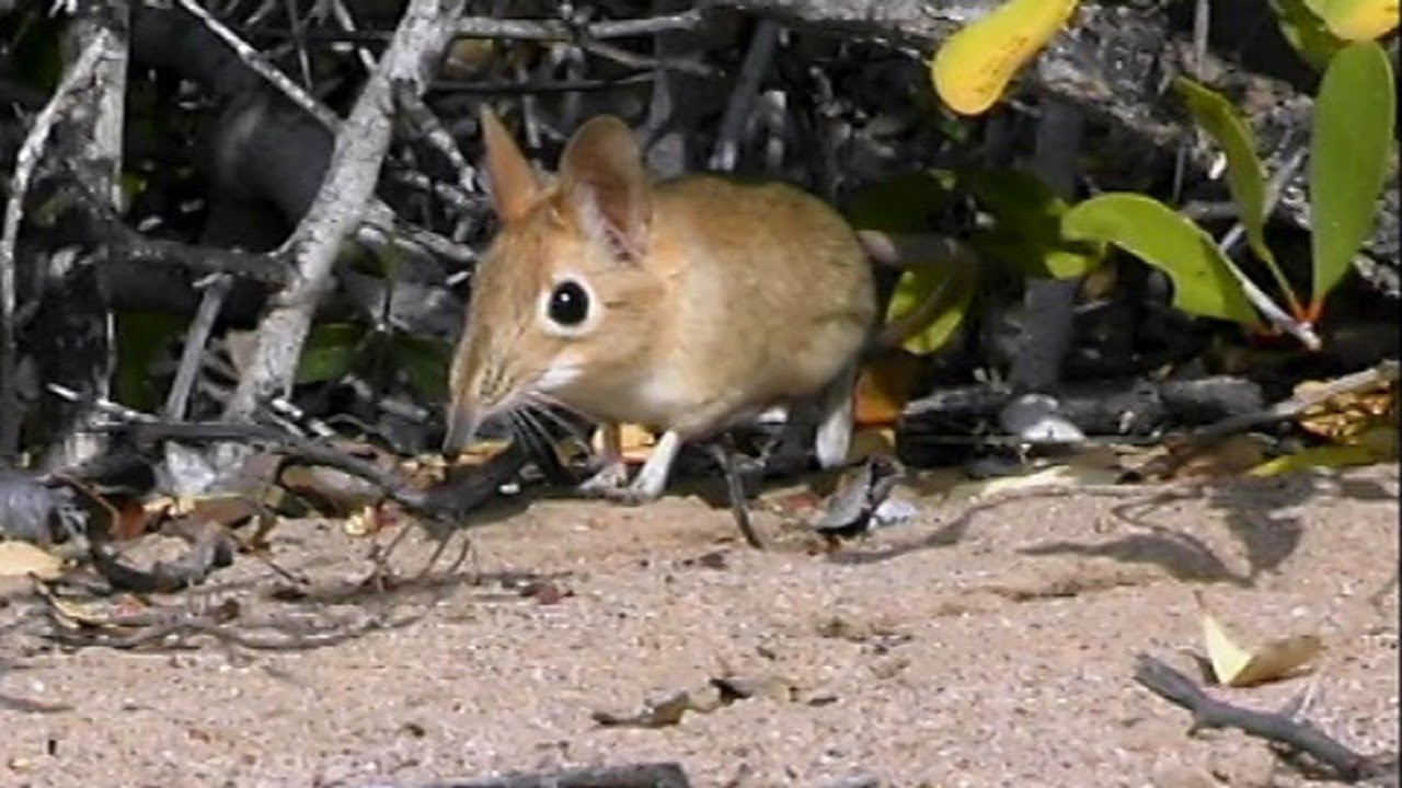 The strange and cute Elephant shrew in Angola חדף הפיל המתוק והמוזר ...