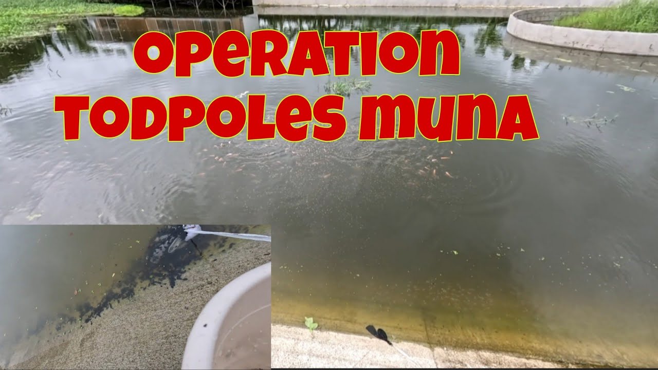 Subukan ko muna mag alis ng todpoles sa pond | Malakas na ulan ...