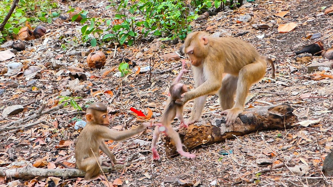 Oh no...Monkey Loura wants to play with baby monkey Saro but mommy ...