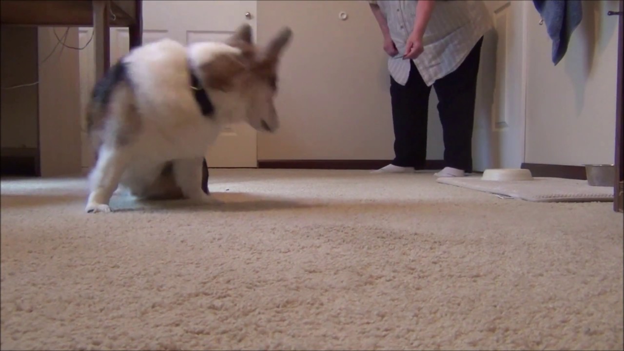 Pembroke Welsh Corgi with weakness in his back legs - YouTube