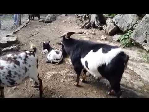 Konuşan Keçi / Chèvre qui parle / Sprechen Ziege / Speaking goat