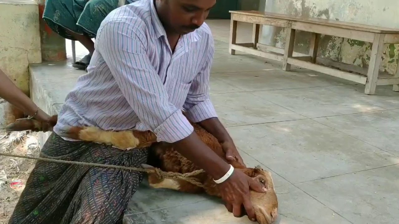 How to Intravenous ( I V ) route in sheep 🐑 - YouTube