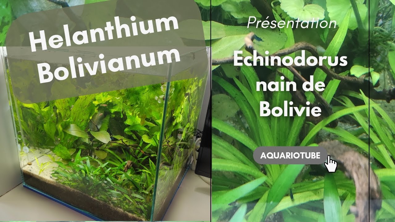 Helanthium Bolivianum (Echinodorus nain de Bolivie) - Plante épée en ...