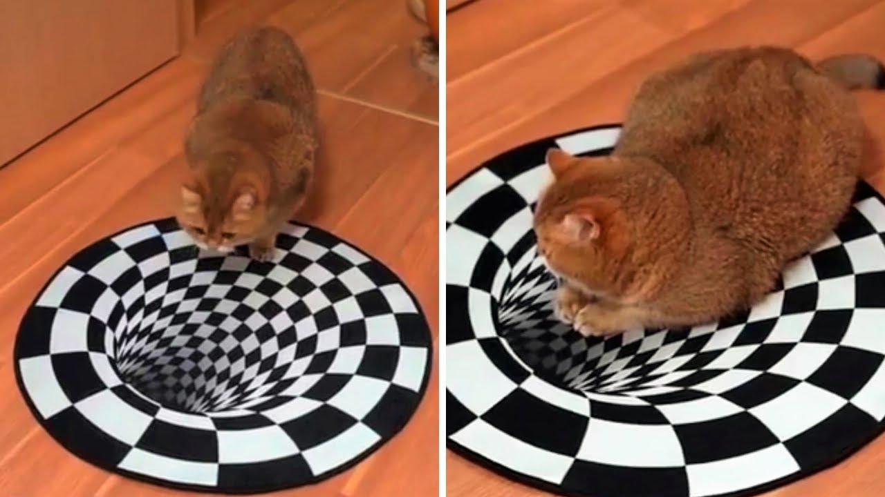 A CAT'S SUPRISING REACTION TO OPTICAL ILLUSION. Random videos from the ...