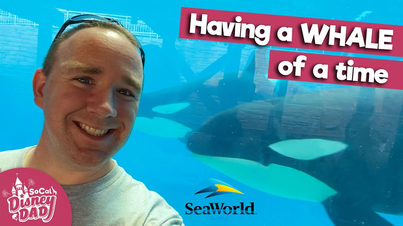 Is SeaWorld Getting Better? Shorter Lines at SeaWorld San Diego ...