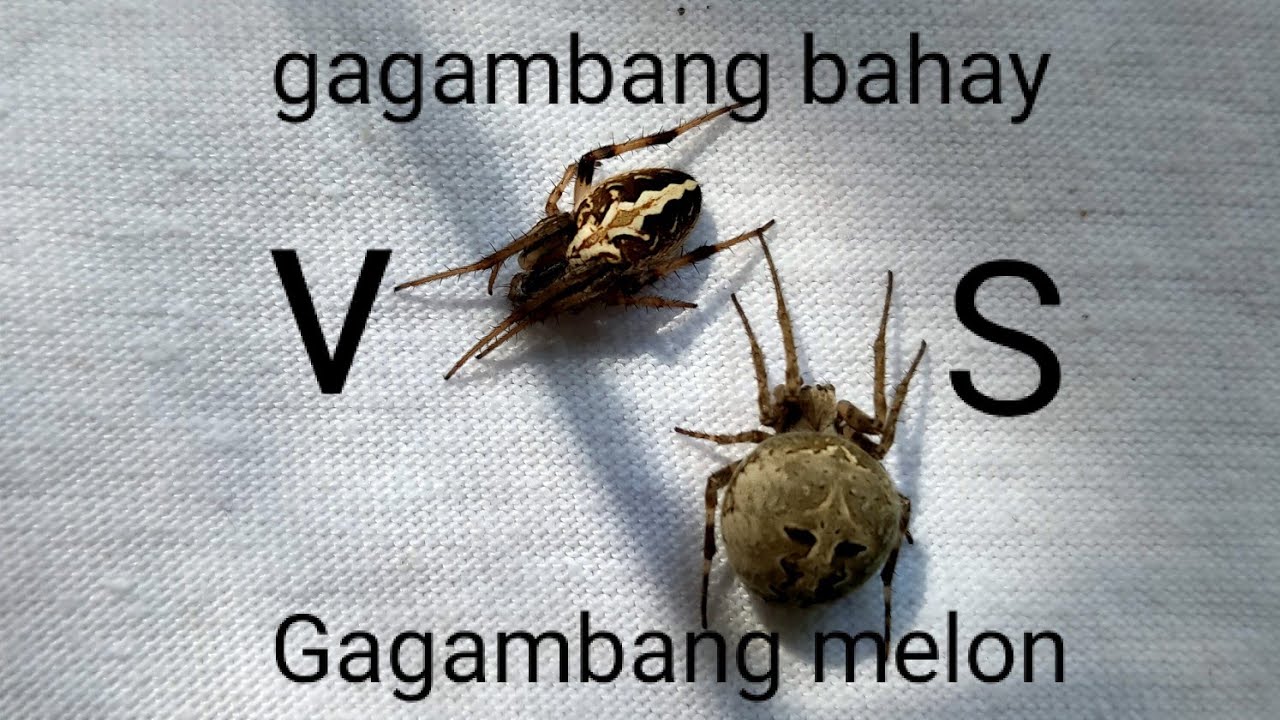 Gagambang Bahay Vs Gagambang Melon (Solid Fight 🔥) - YouTube