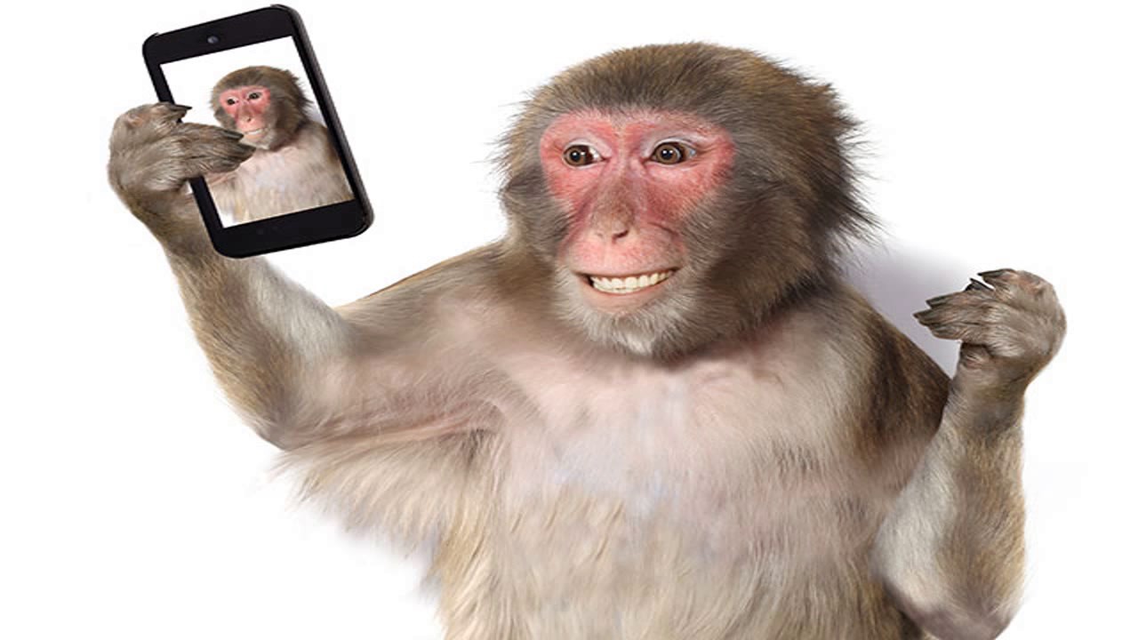 PREMIERE and QvesvesA: The Tinfoil Monkey Agenda - YouTube