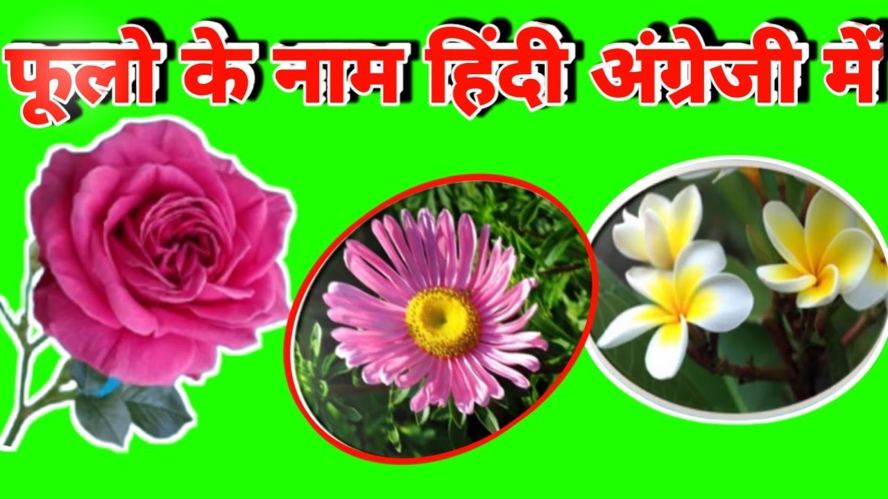 Flowers Name in English And Hindi With PDF | फूलों के नाम | flowers ...
