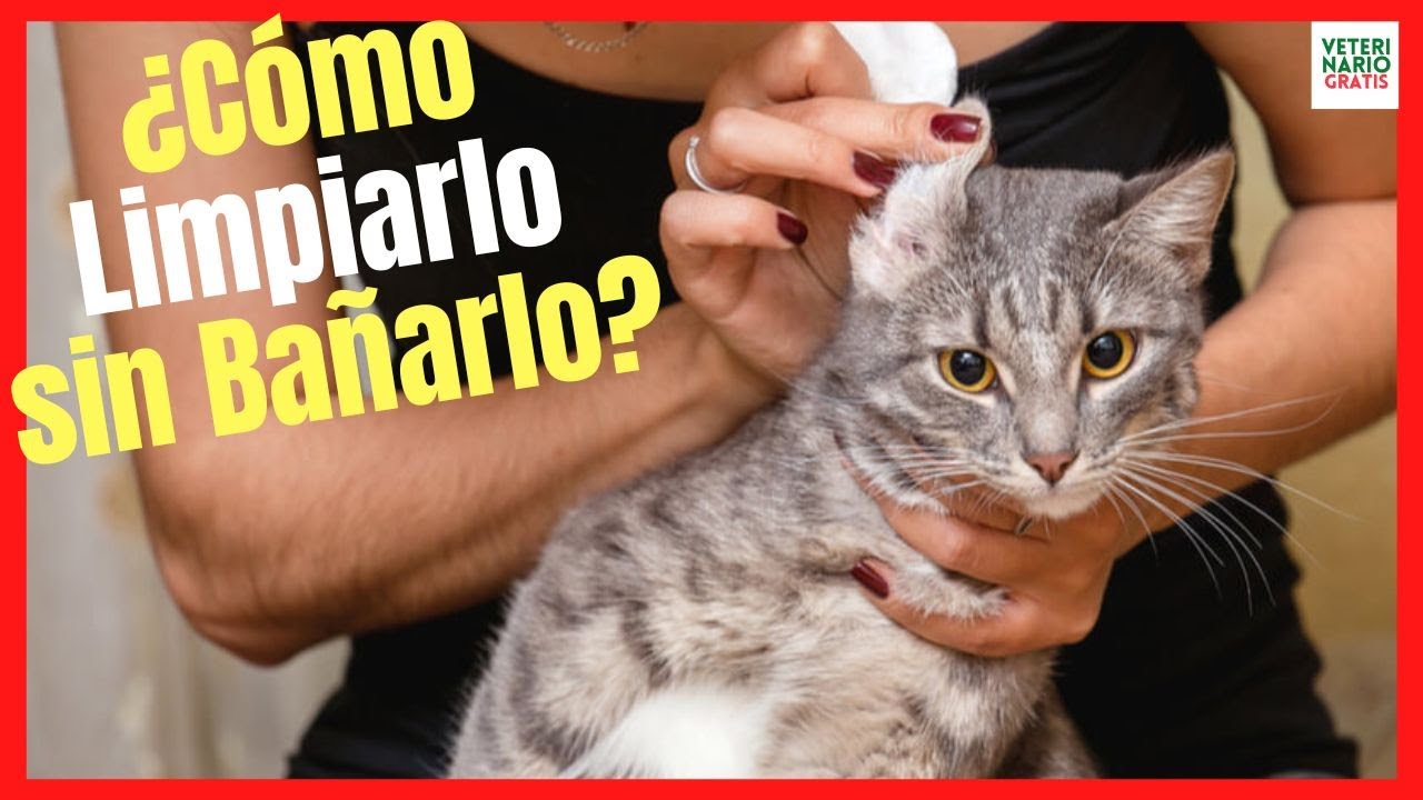 ¿COMO LIMPIAR A UN GATO SIN BAÑARLO? - YouTube