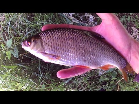 Flötmete efter vitfisk - Float fishing under a bridge - YouTube