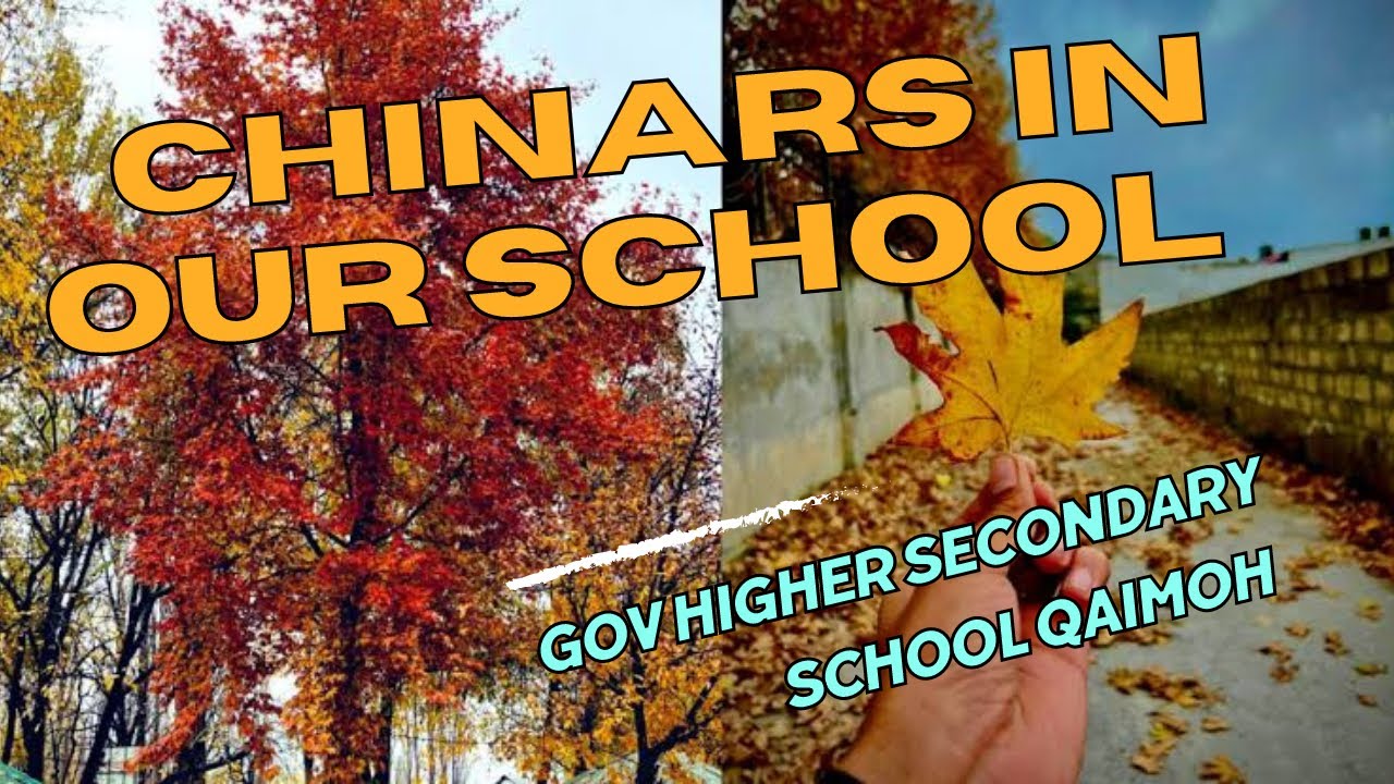 Chinar | Shades | Kashmir | School - YouTube