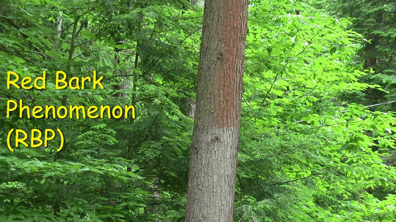 Red Bark Phenomenon & Possible Cure - YouTube