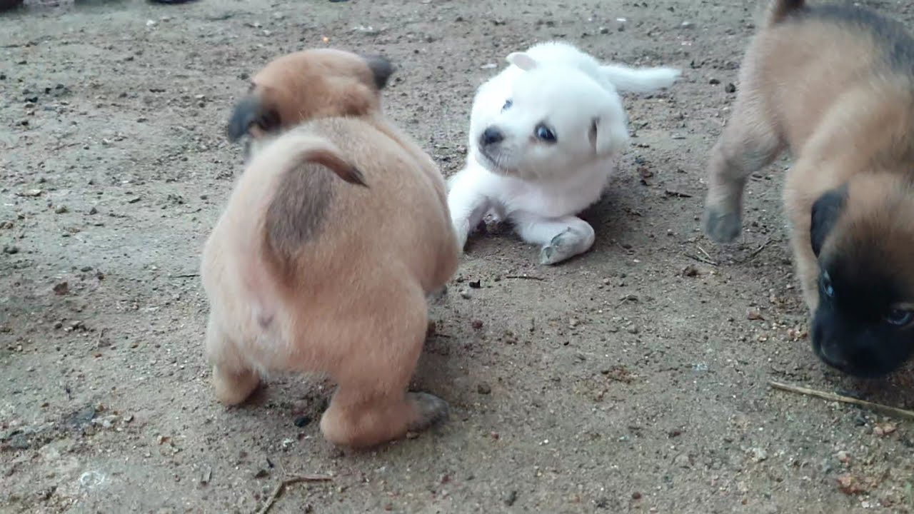 Really Lovely puppies routine , lovely puppy vs baby chicken - YouTube