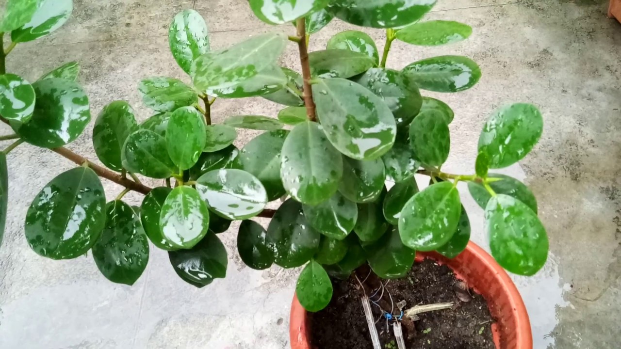 How to care of Chines Banyan plant for Disease and Nutrient difisiancy ...