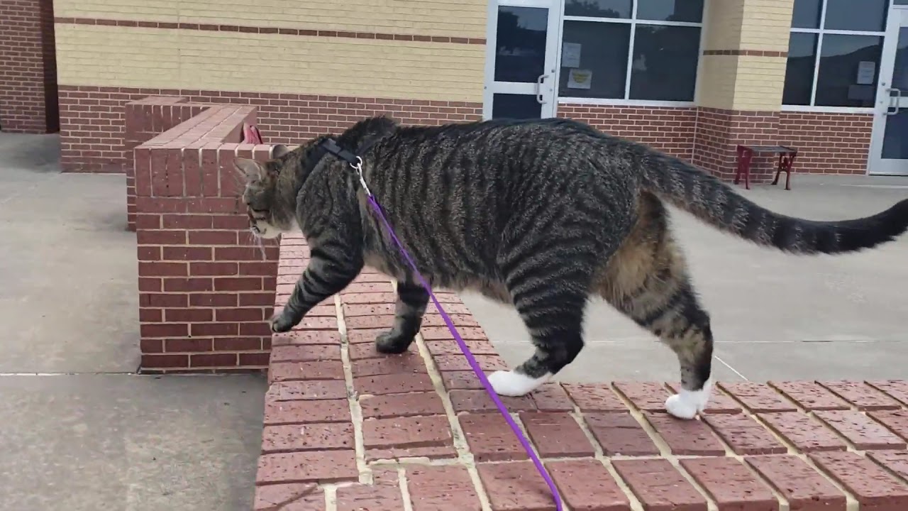 Muh Cat with white socks. - YouTube