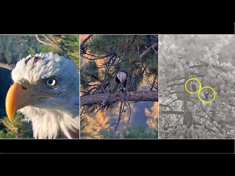 KAYDEE VISITS THE NEST, CATCHES A FISH & EATS ON TP & SPENDS NIGHT WITH SHADOW IN ROOST TREE 8.29.26