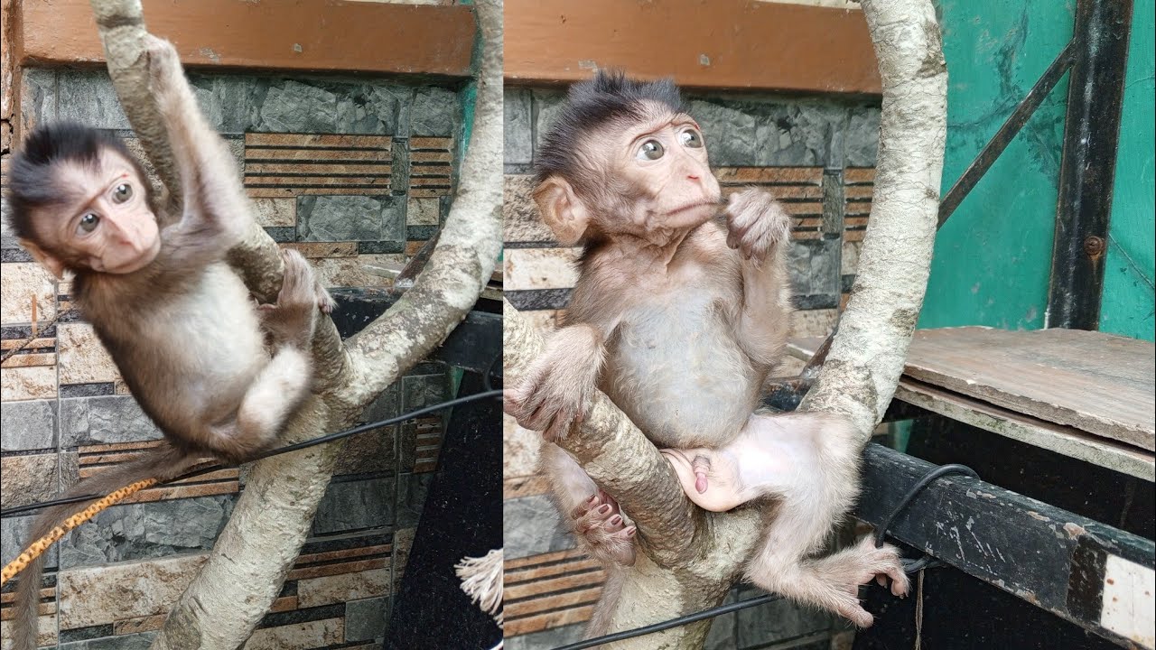 Cute Face Baby Bino at tree.playing coconut stem until it falls hanging ...