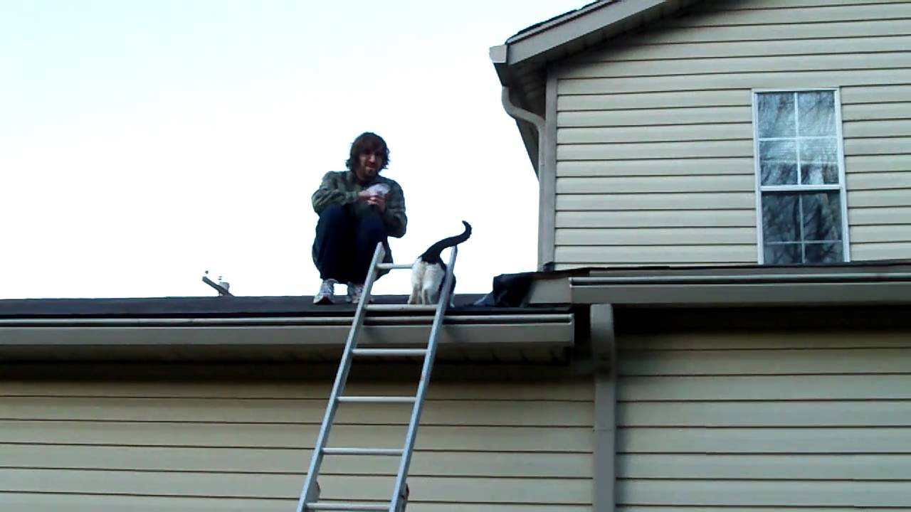 Pet cat climbs up the ladder onto the roof - YouTube