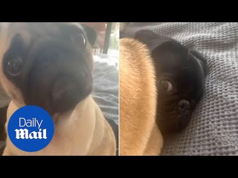 Hilarious moment pug has face squashed by oblivious furry pal - YouTube