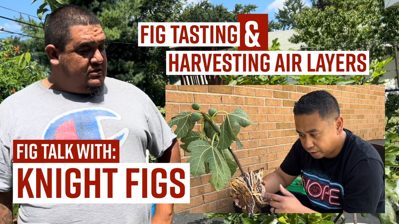 FIG TALK w/ @Knightfigs // Fig TASTING w/ CCTwins // Harvesting AIR ...