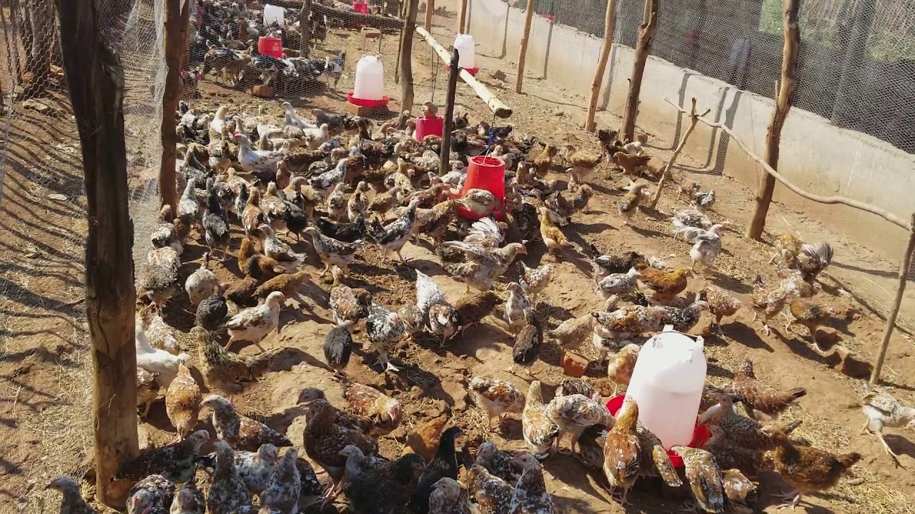 Boshveld chicks for sale at Nhemachickens 0772 899 862 - YouTube