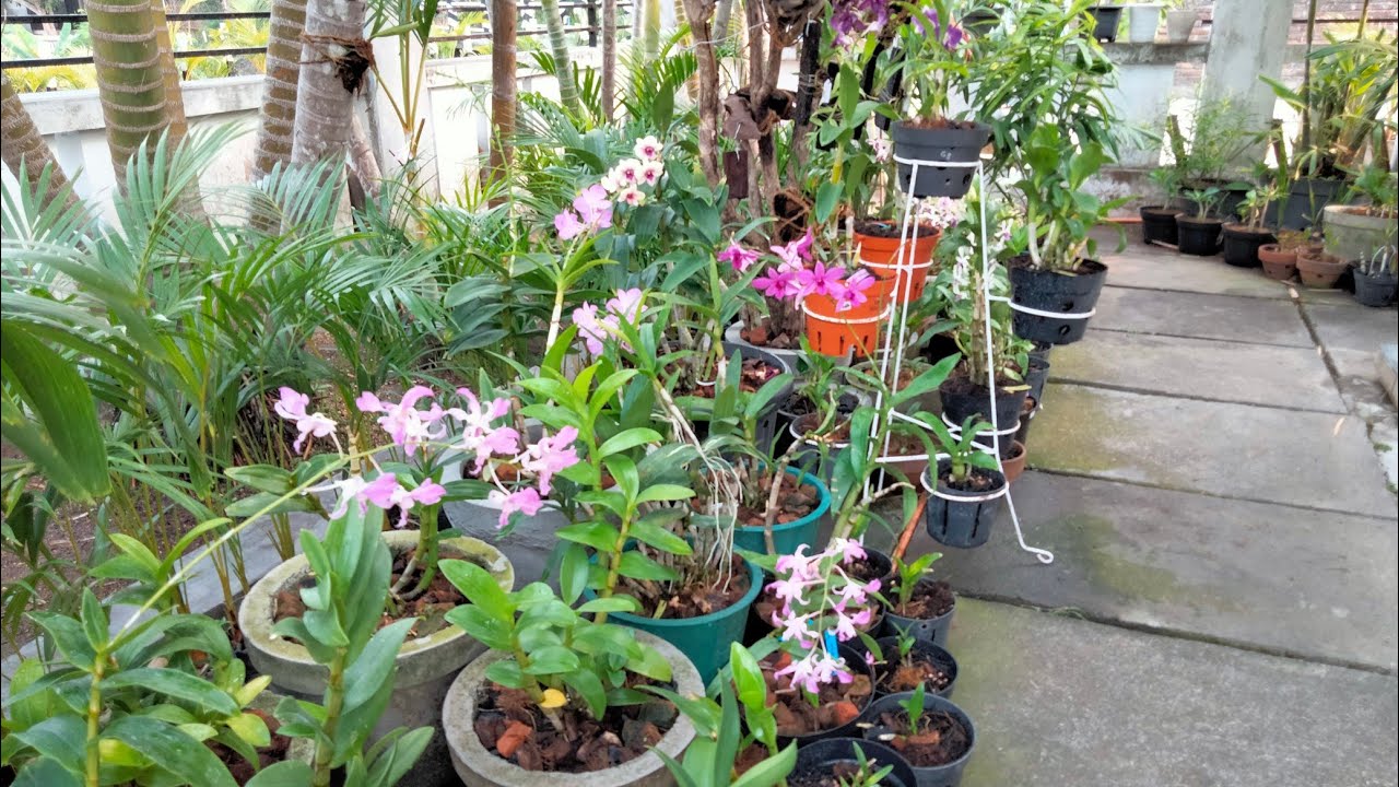Pemupukan Bunga Anggrek Agar Subur - YouTube