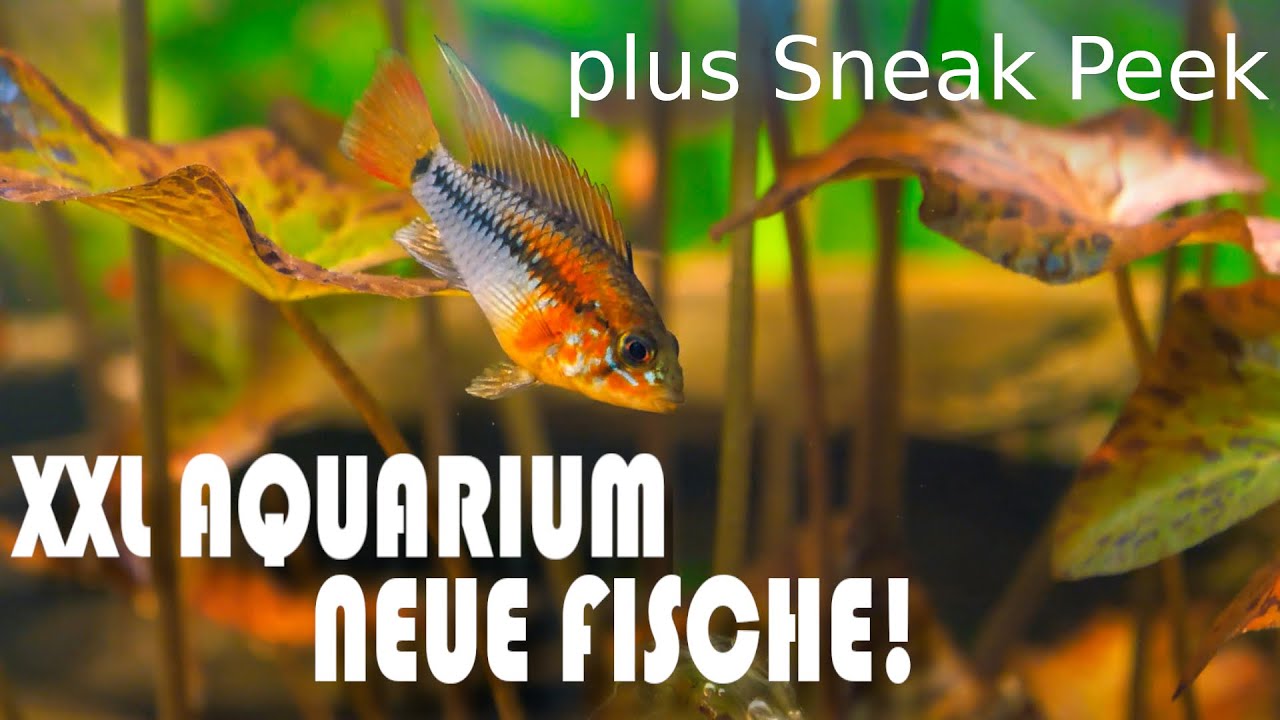 NEUE Fische im XXL Aquarium (Salmler & Buntbarsche) | NordicMoor | [10/ ...
