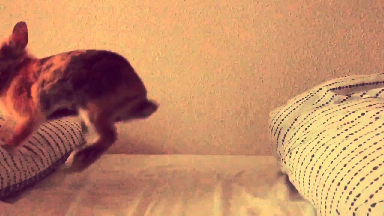 Happy fluffy bunny jumping (making binky) in slow motion - YouTube
