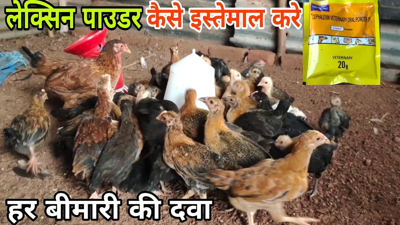 lixen powder kaise use karea | lixen powder uses in poultry - YouTube