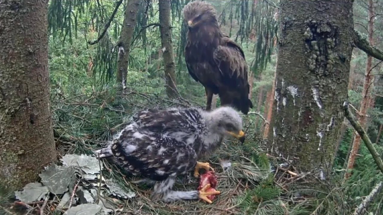 Eagle claim second breakfast from Dad | Mazais ērglis | Lesser spotted ...