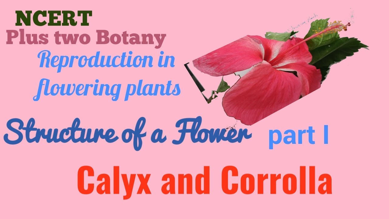 NCERT Plus Two: Reproduction in Flowering plants: Structure of a flower ...
