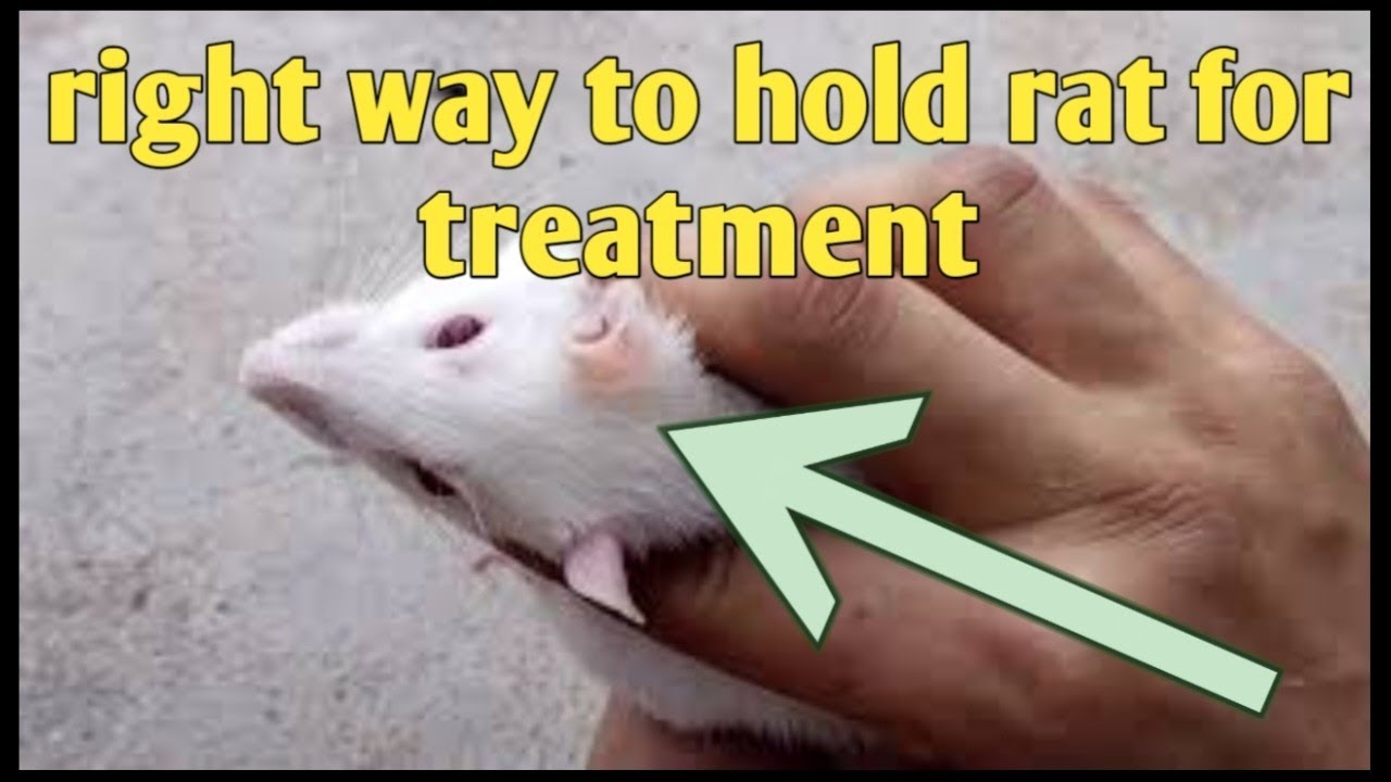 right way to hold rat for treatment - YouTube